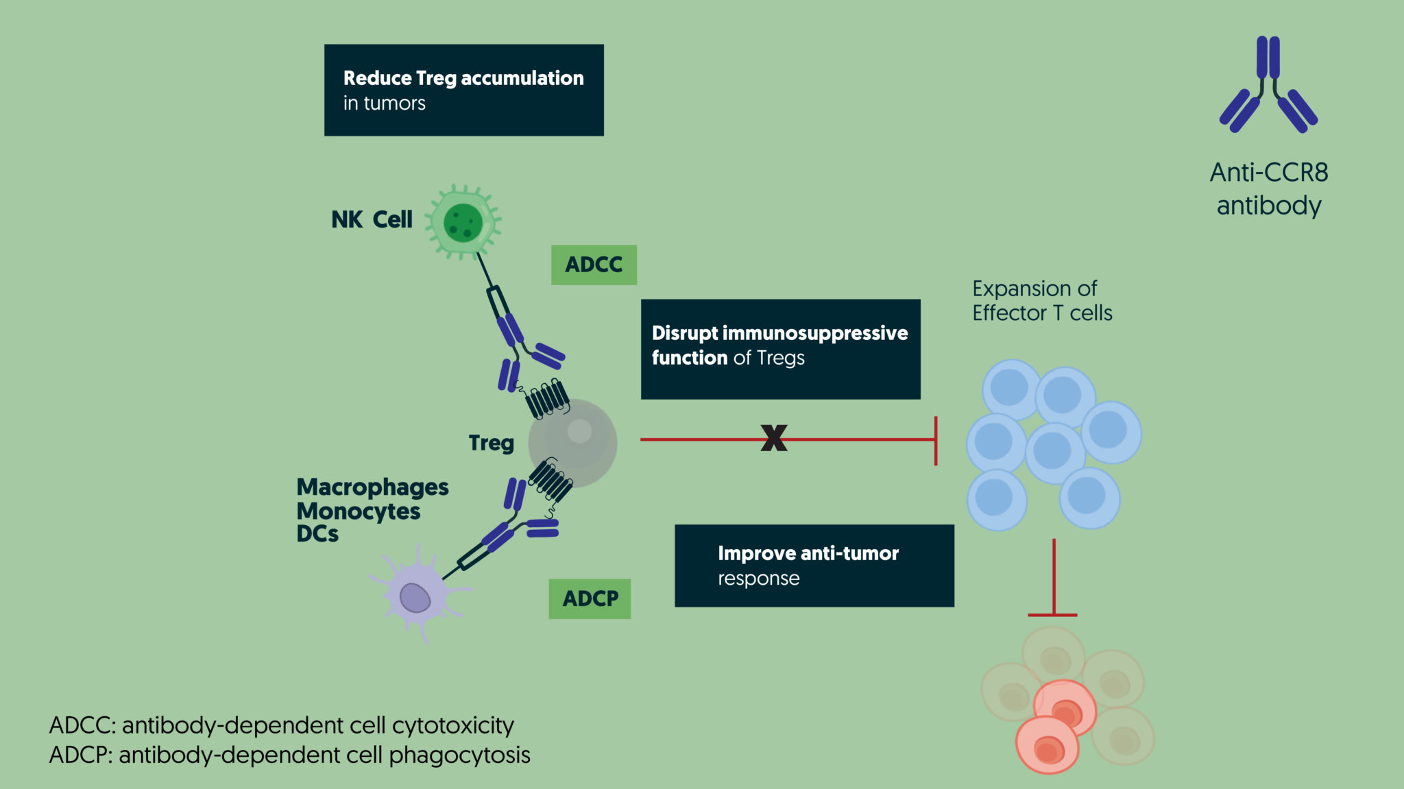 Anti-CCR8 depleting antibody - Domain Therapeutics Group